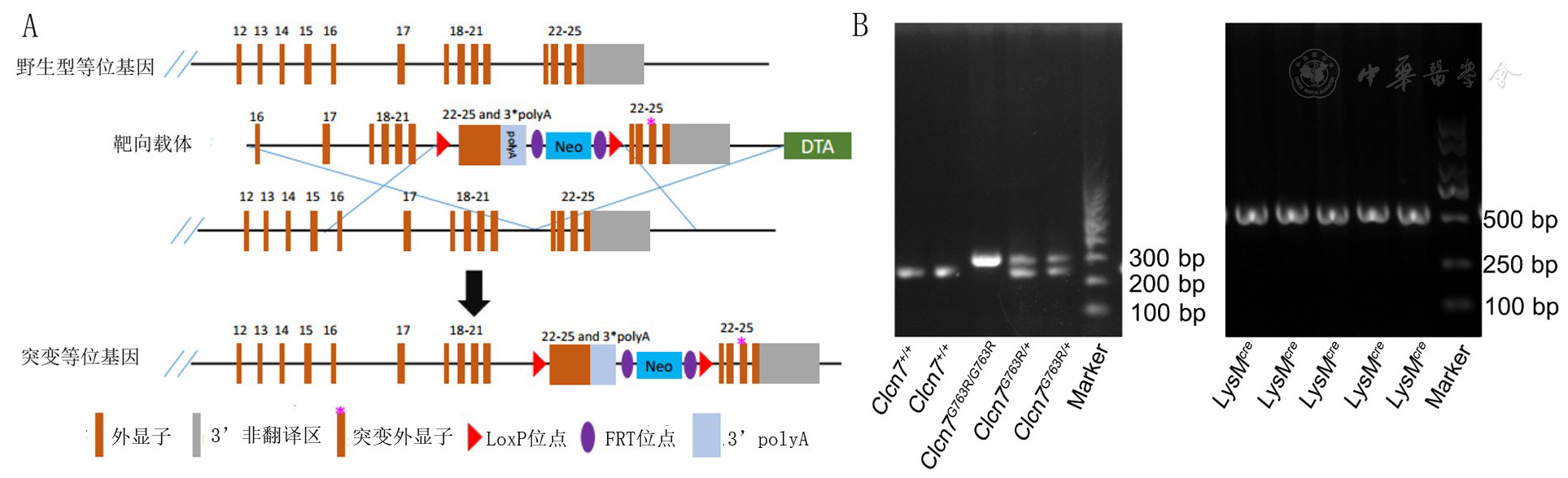 构建髓系细胞特异性Clcn7突变骨硬化症小鼠模型和表型研究