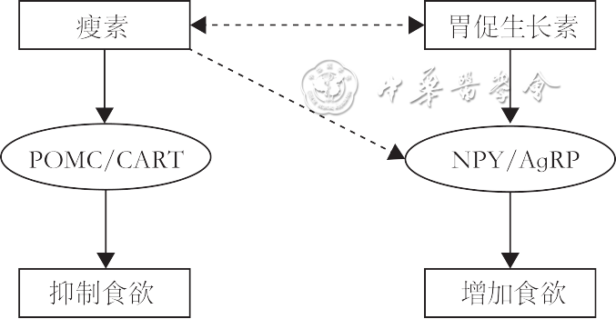 食欲调控机制的研究进展